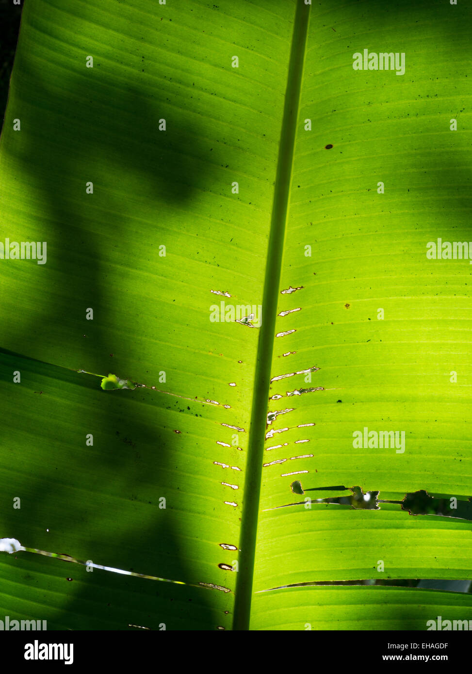 Detail of palm tree leaf, near Manzanillo, Limon, Costa Rica Stock ...