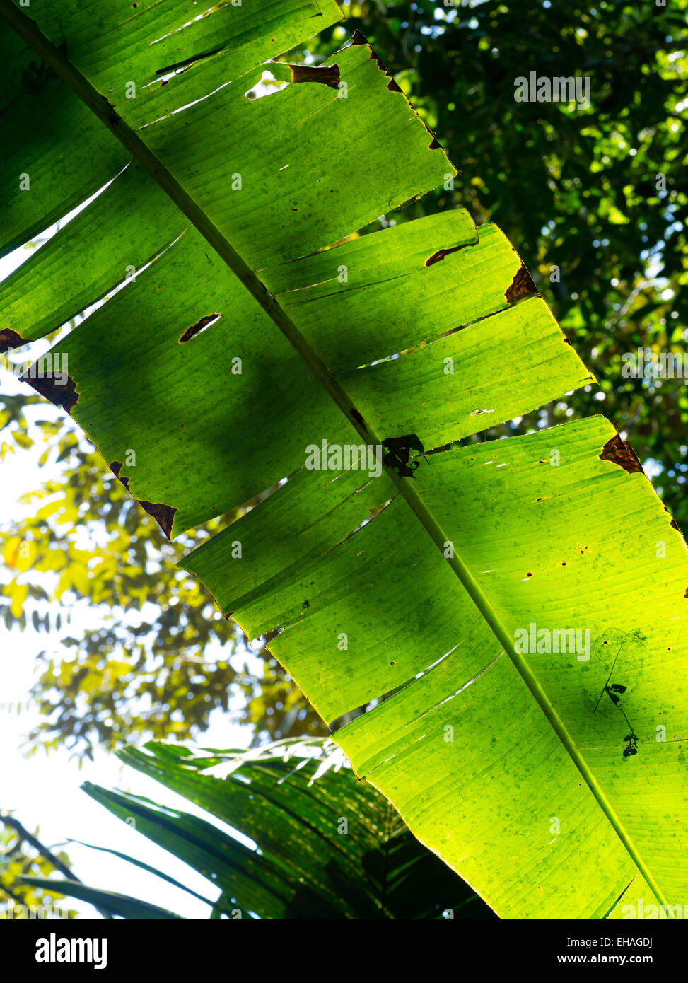 Detail of palm tree leaf, near Manzanillo, Limon, Costa Rica Stock ...