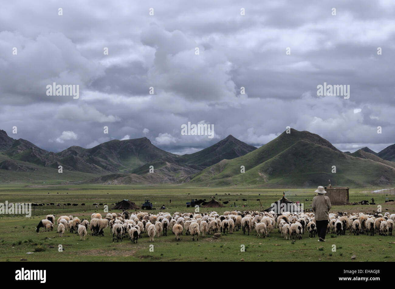 Drokpa (Nomad) Herders, Sheep and Goats Stock Photo - Alamy