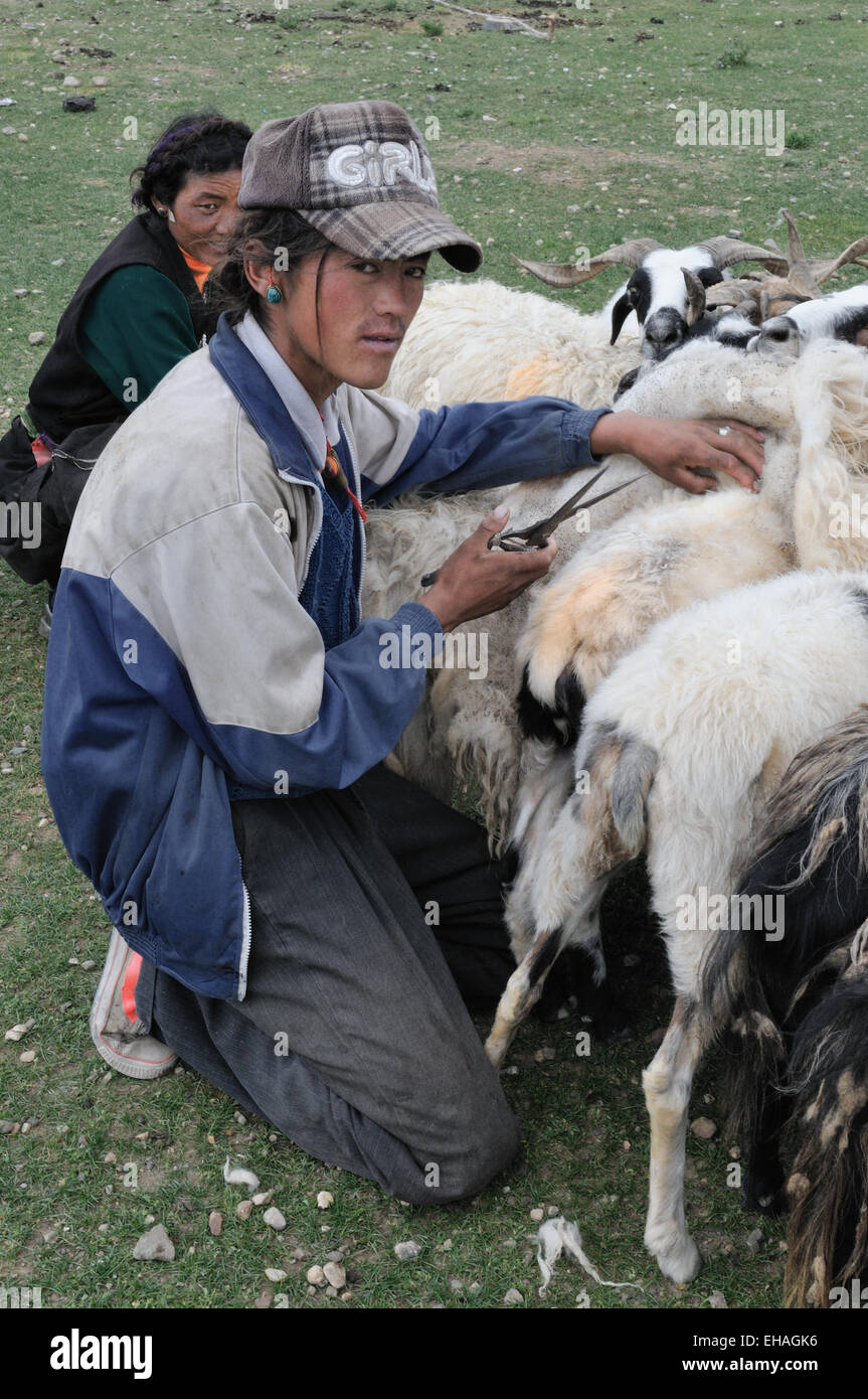 Drokpa (Nomad) Herders, Young Man Cropping Sheep Wool Stock Photo - Alamy