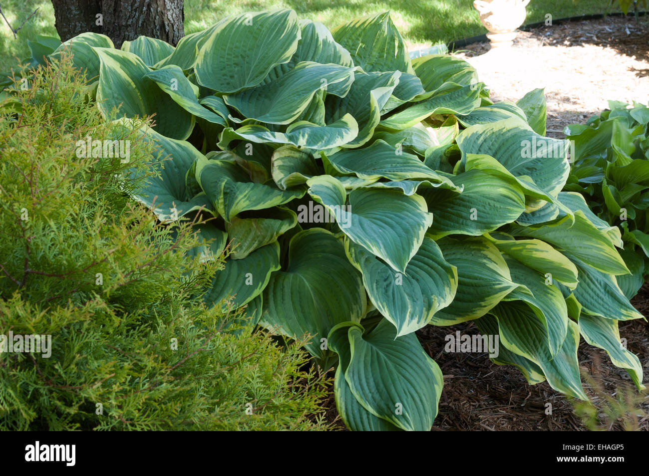 Picotee edge foliage hi-res stock photography and images - Alamy