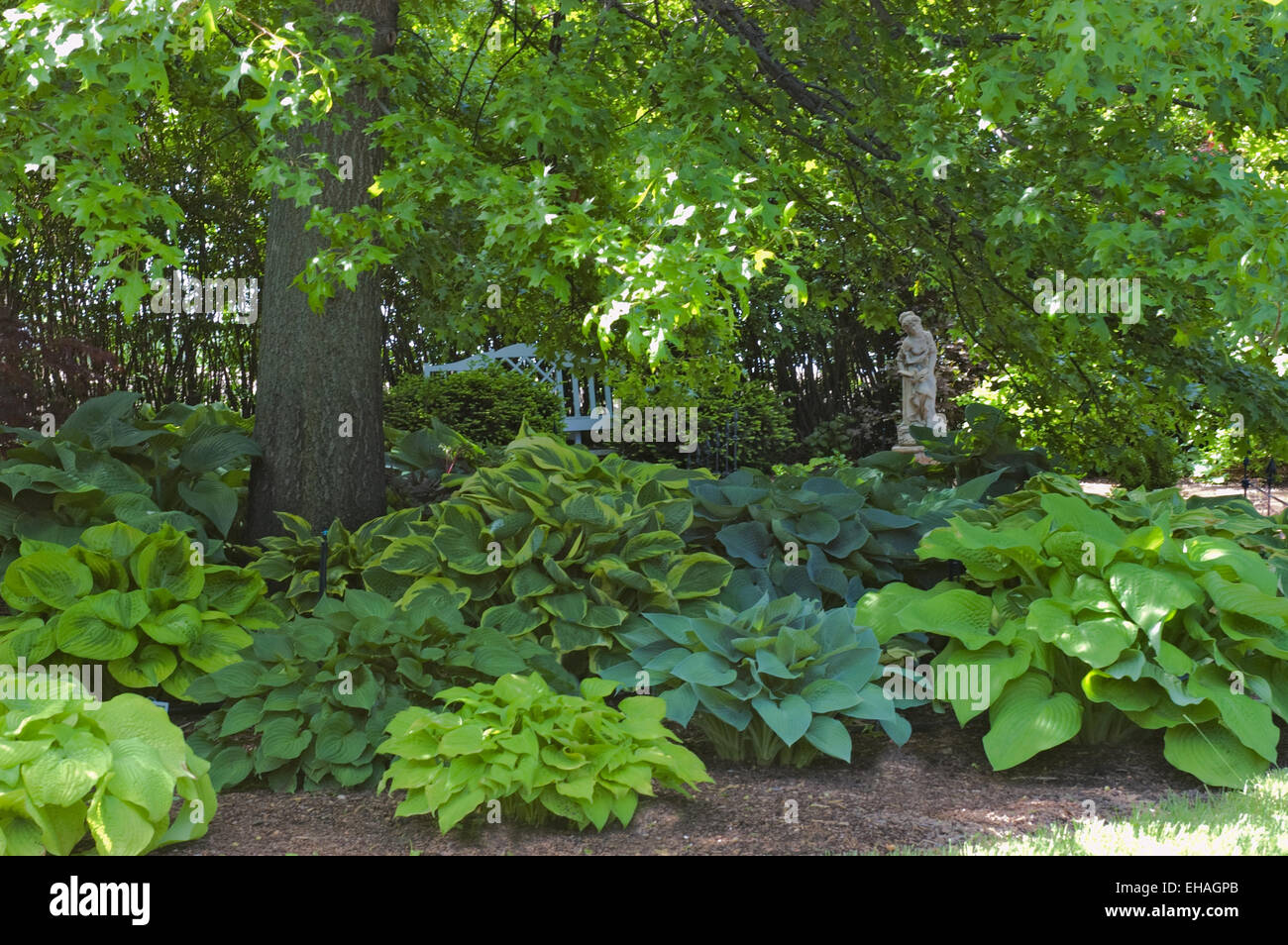 Mixed Hosta Garden Stock Photo - Alamy