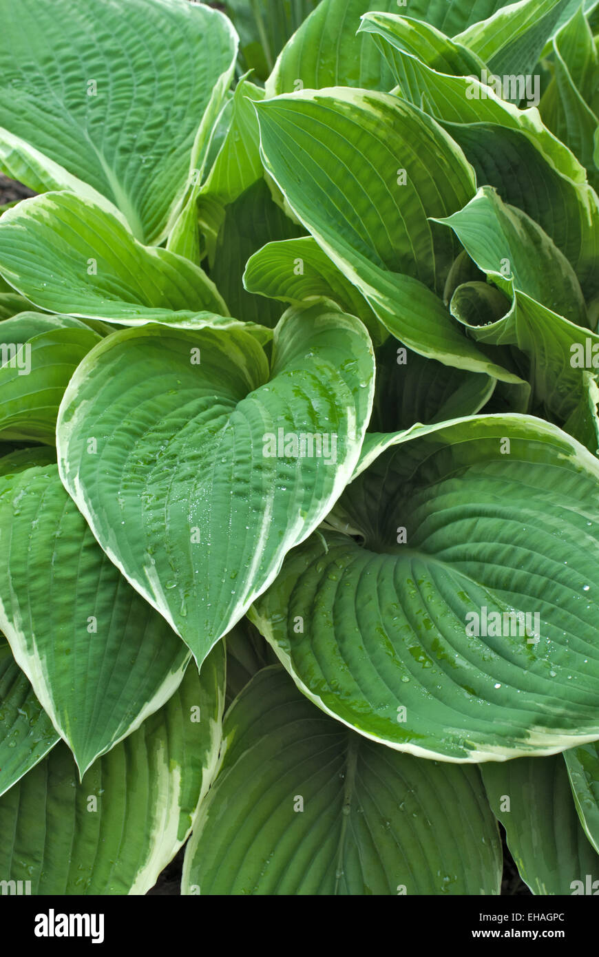 HOSTA ` FRANCEE Stock Photo - Alamy
