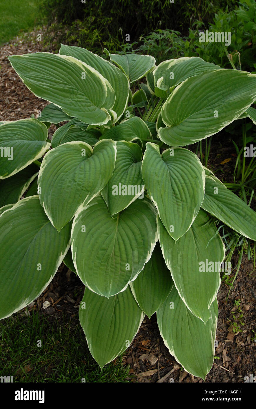 Hosta leaves white edges hi-res stock photography and images - Alamy
