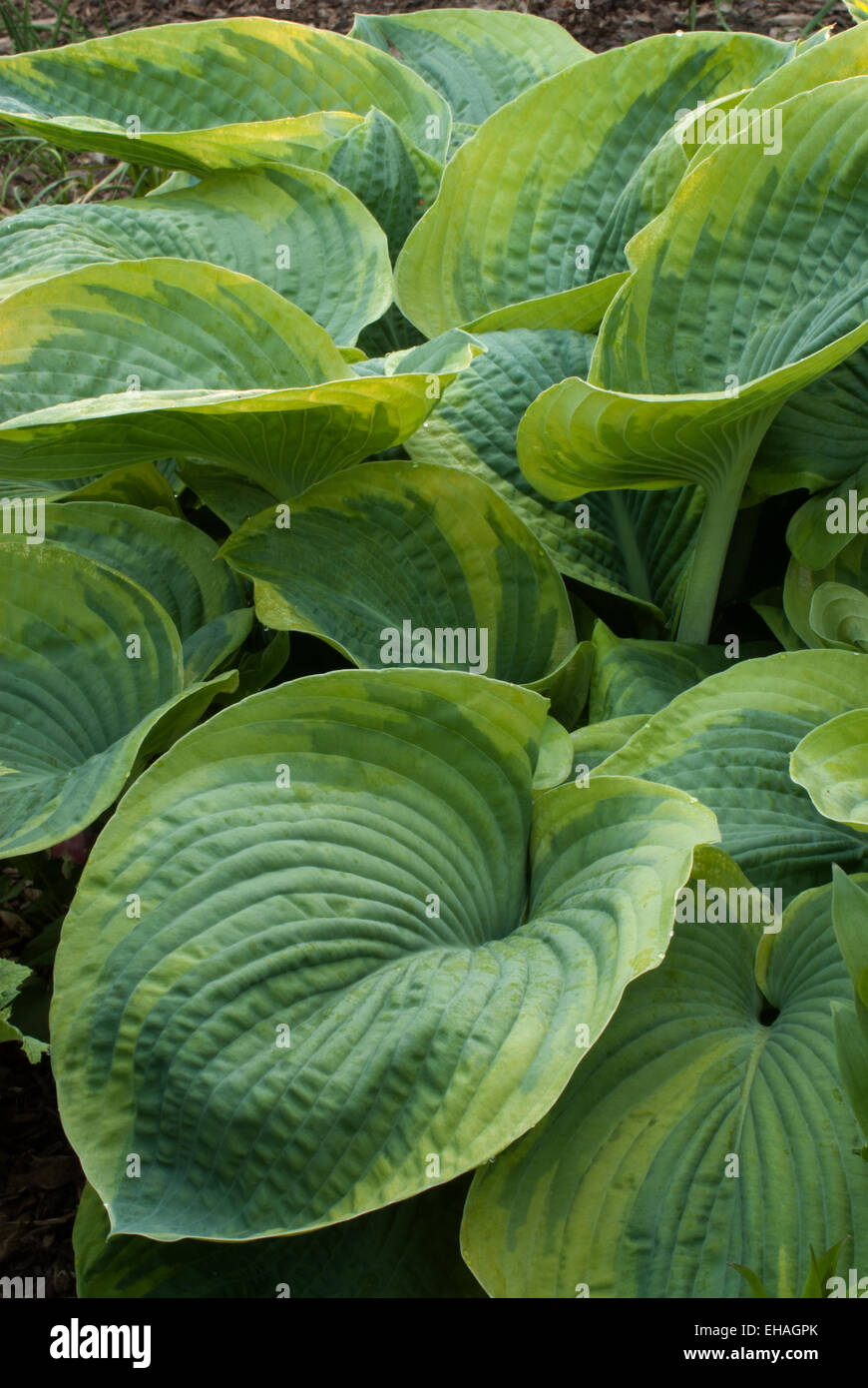 Hosta frances williams hi-res stock photography and images - Alamy
