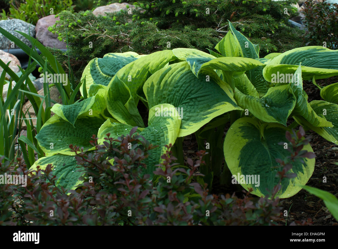 Hosta frances williams hi-res stock photography and images - Alamy