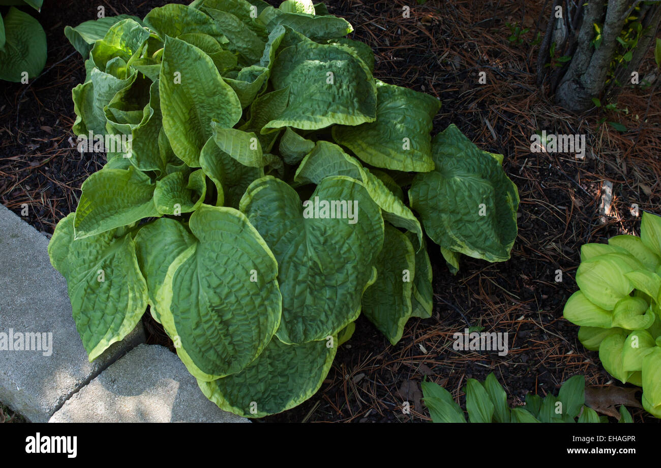 hosta Grand Master Stock Photo - Alamy