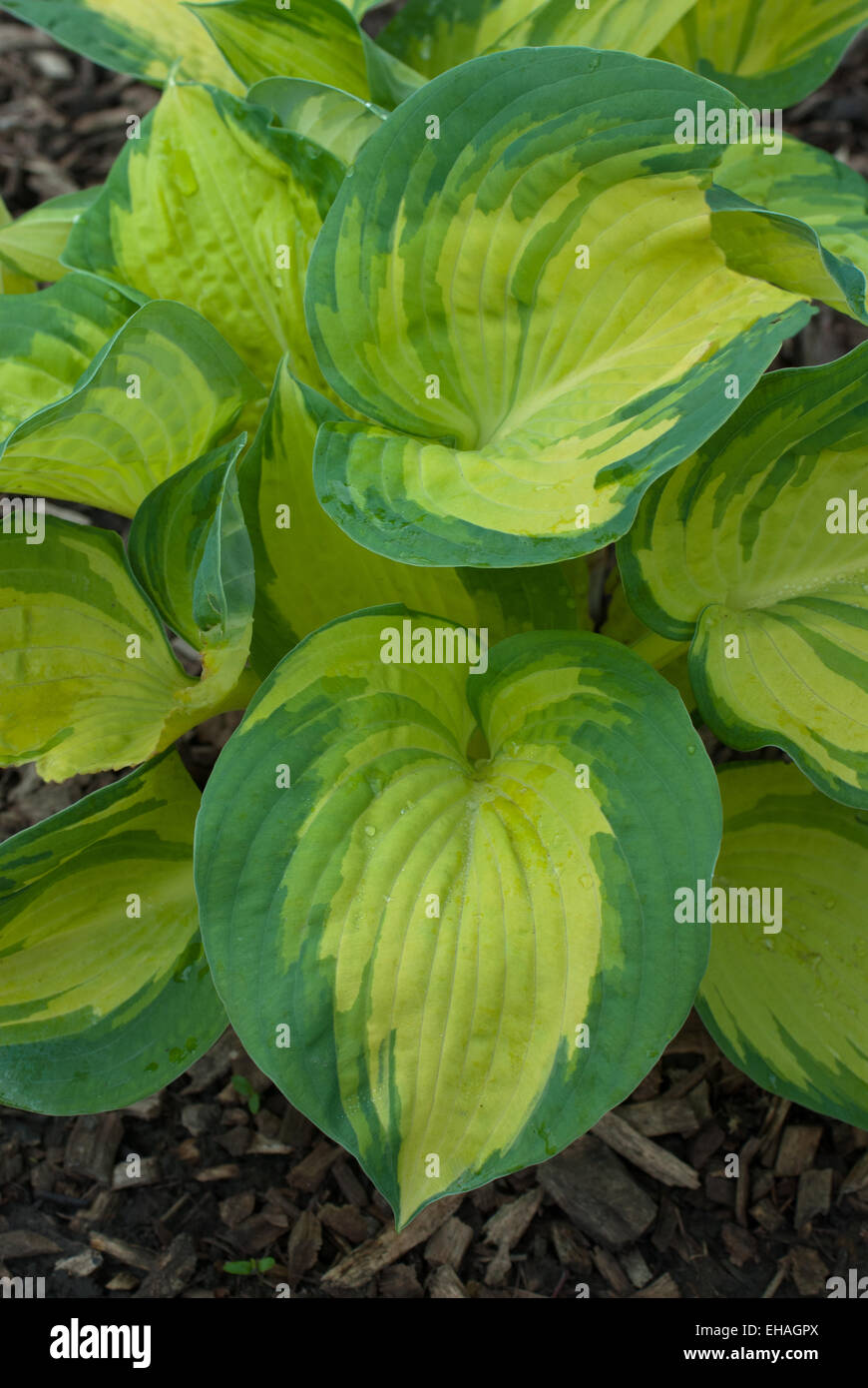 HOSTA NORTHERN EXPOSURE Stock Photo - Alamy