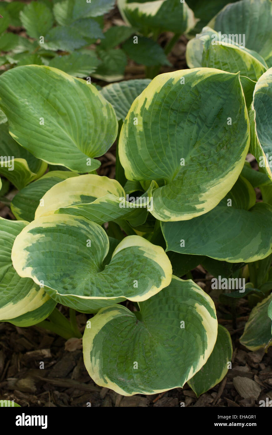Hosta Leaves White Edges High Resolution Stock Photography and Images ...