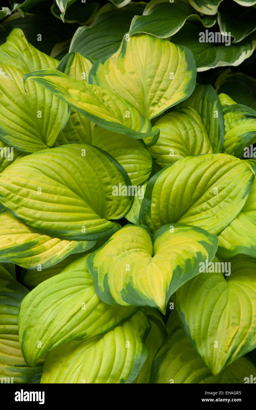 Hosta Stained Glass Stock Photo - Alamy