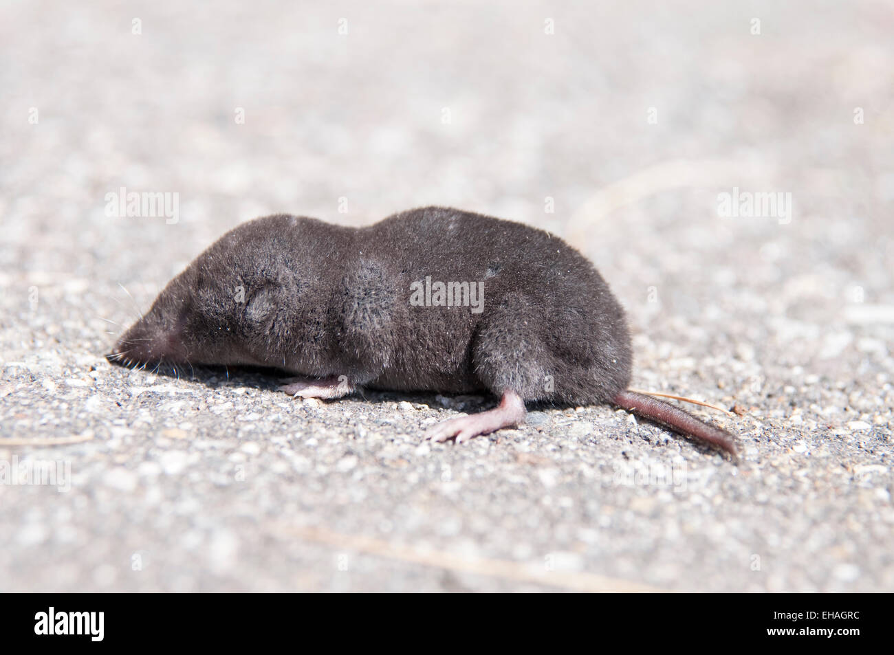 A northern short-tailed shrew on a driveway in New Jersey, USA Stock ...