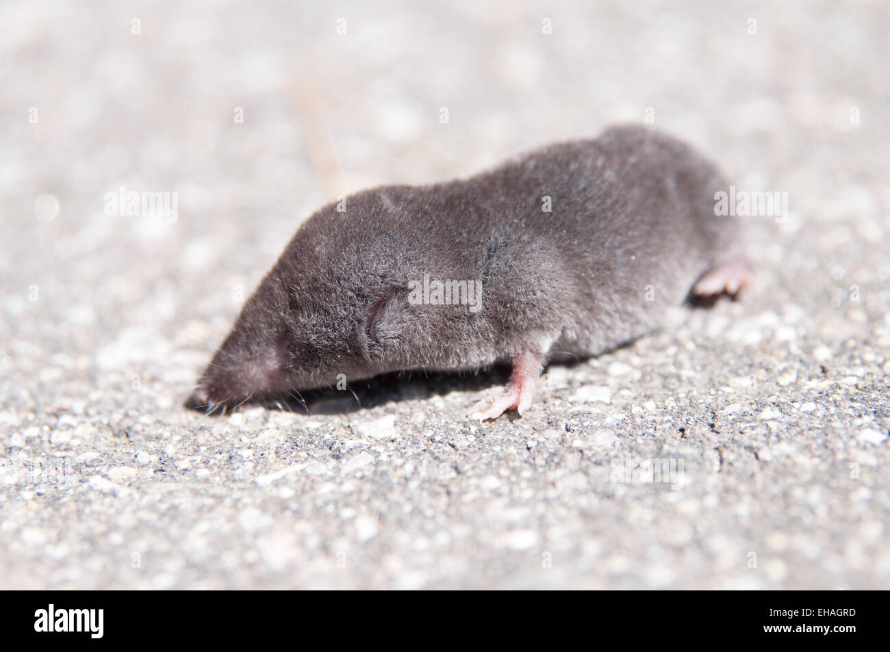 A northern short-tailed shrew on a driveway in New Jersey, USA Stock ...
