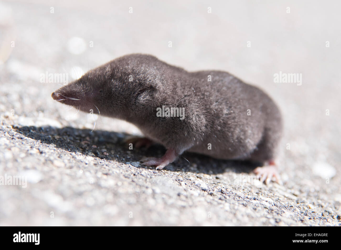A northern short-tailed shrew on a driveway in New Jersey, USA Stock ...