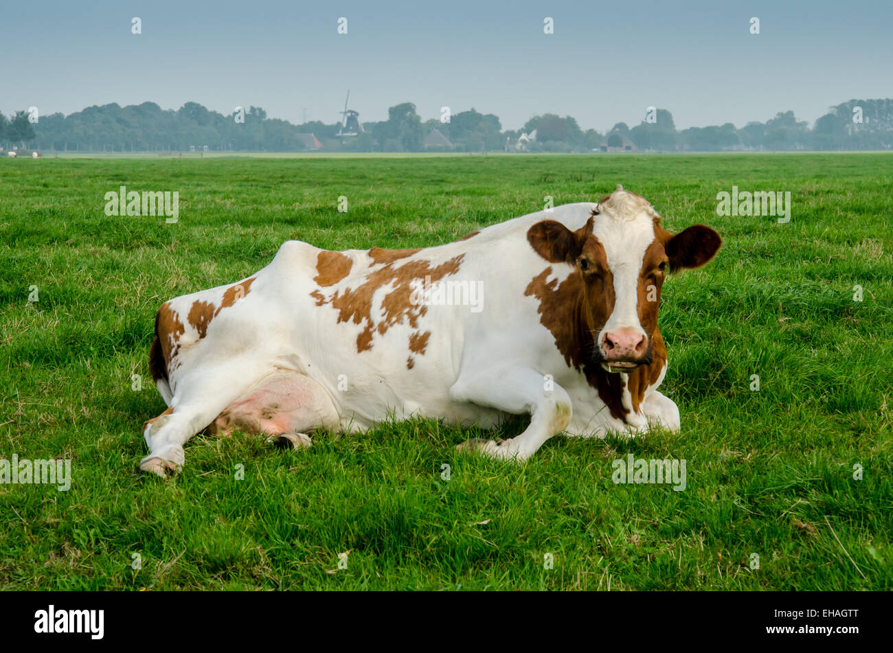 A red holstein cow rests in a green pasture in the northern area of the ...