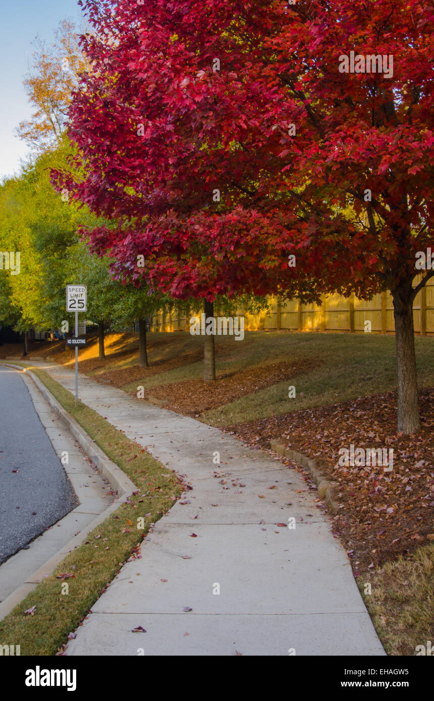 Leaves turn red along the sidewalk of a suburban neighborhood Stock ...