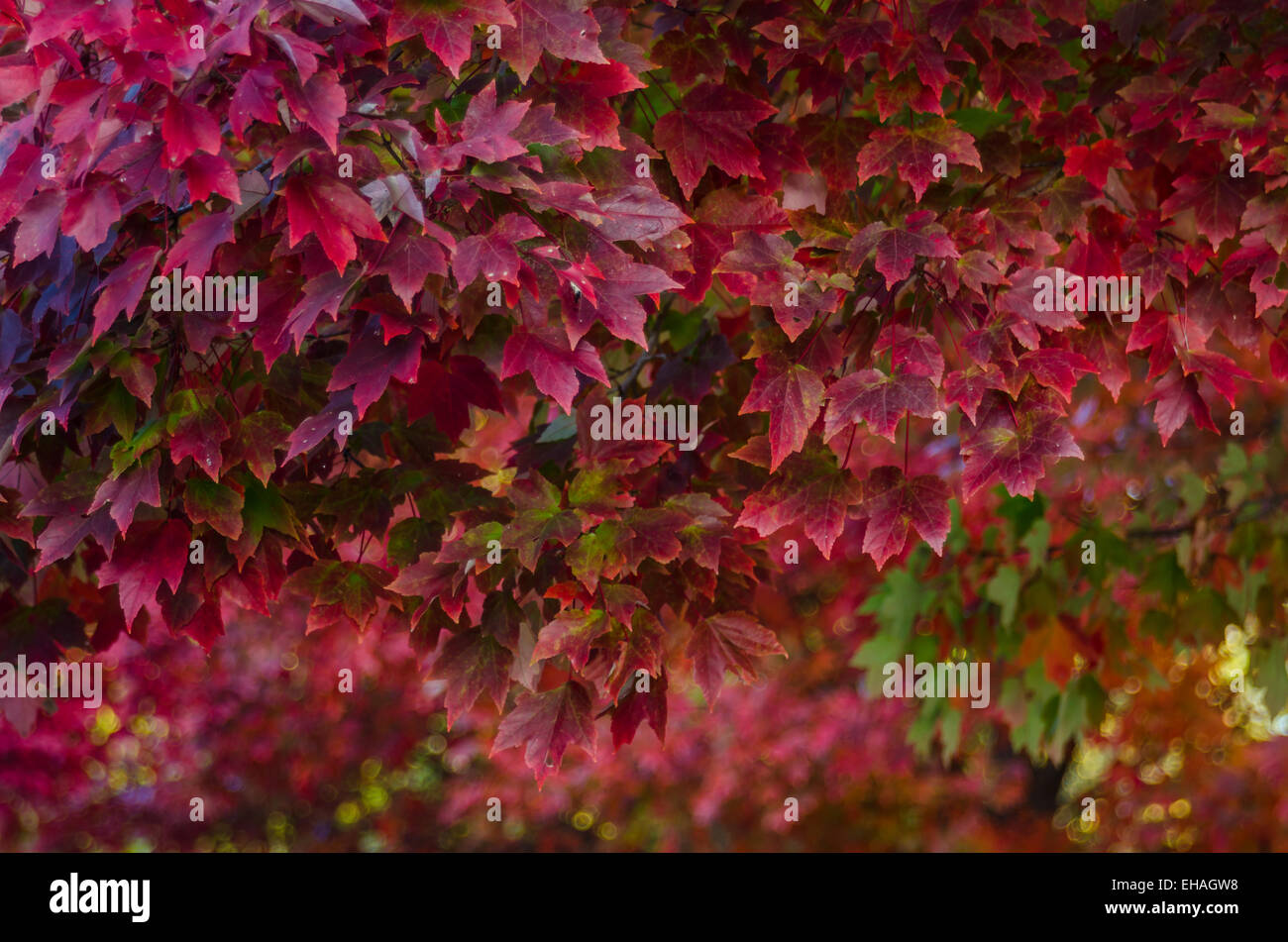 A background image of red leaves in fall Stock Photo - Alamy