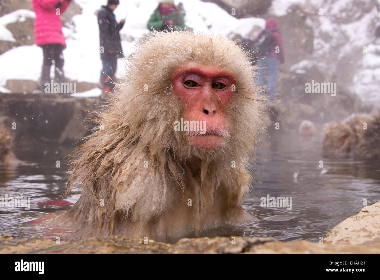Japanese Macaques (snow monkeys) at the Yudanaka hot spring in the ...