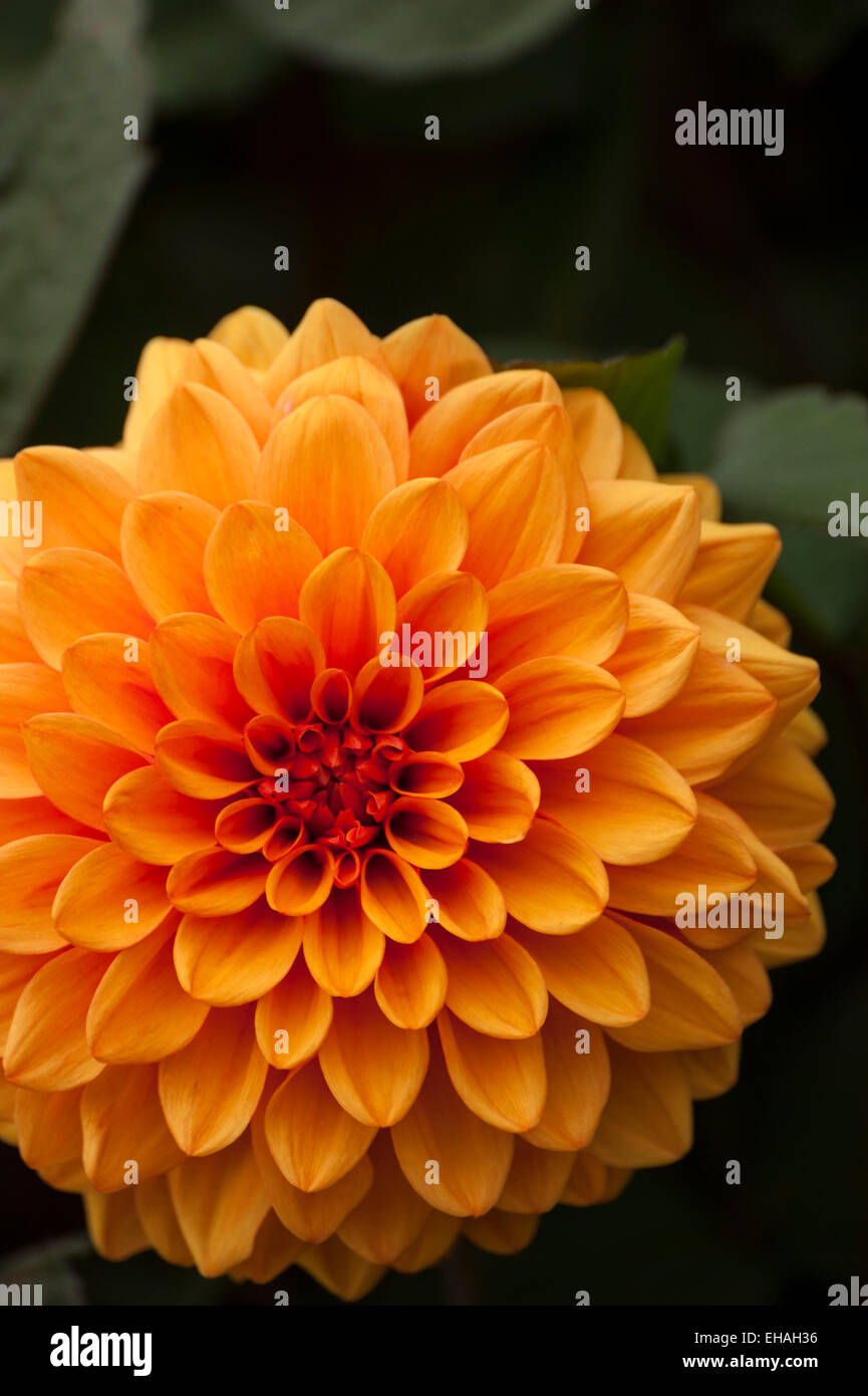 Orange dahlia flowers Stock Photo - Alamy