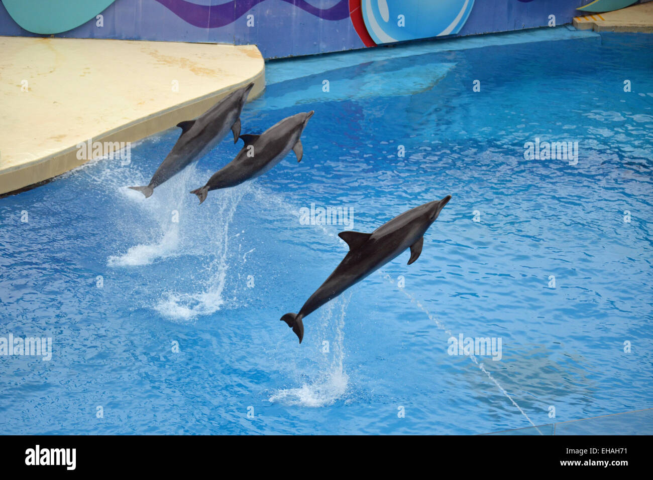 Three dolphins jumping over a jet of water at Ocean Park in Hong Kong ...