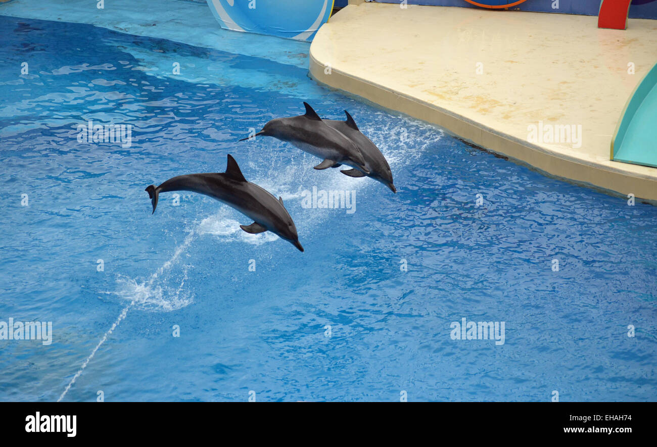 Three dolphins performing in a pool at Ocean Park in Hong Kong Stock ...