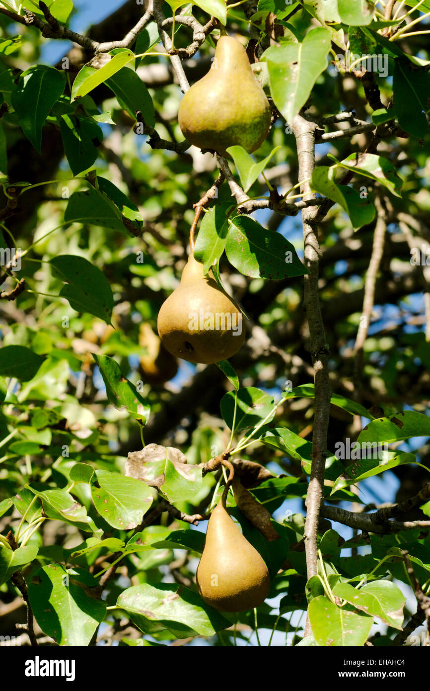 Pear tree fruit lush hi-res stock photography and images - Alamy