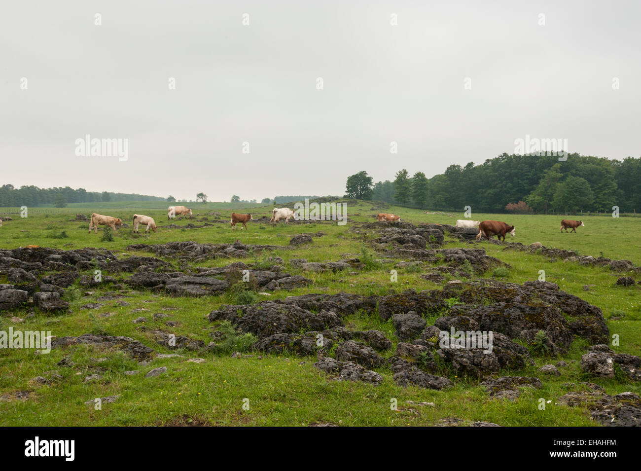 Poor grazing hi-res stock photography and images - Alamy
