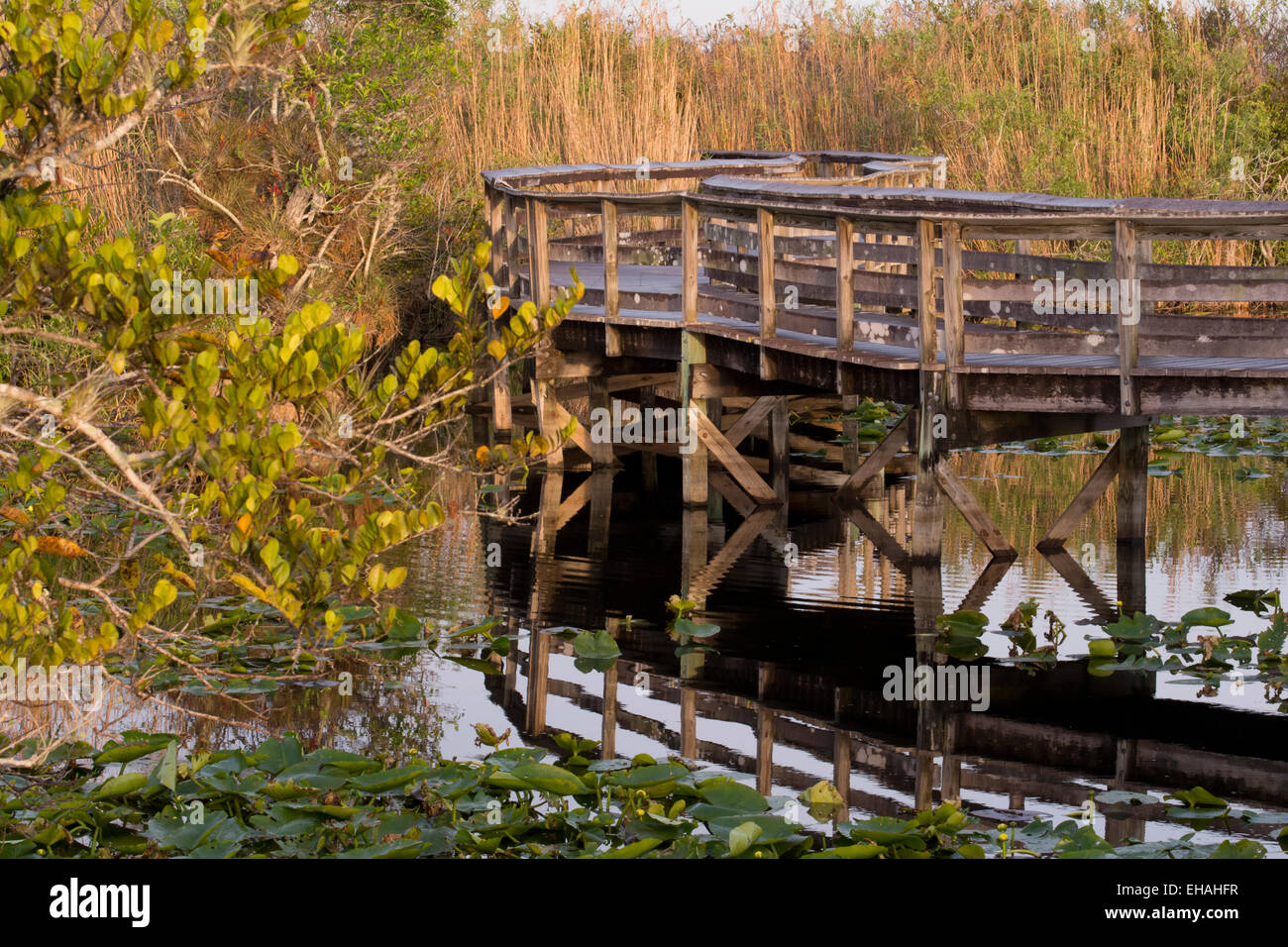 Part of a walkway in the Florida Everglades Stock Photo - Alamy