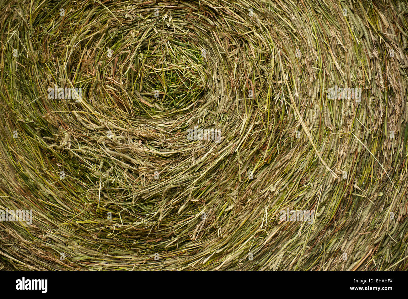 Green first cut hay freshly cut and baled in round bales in a hayfield ...