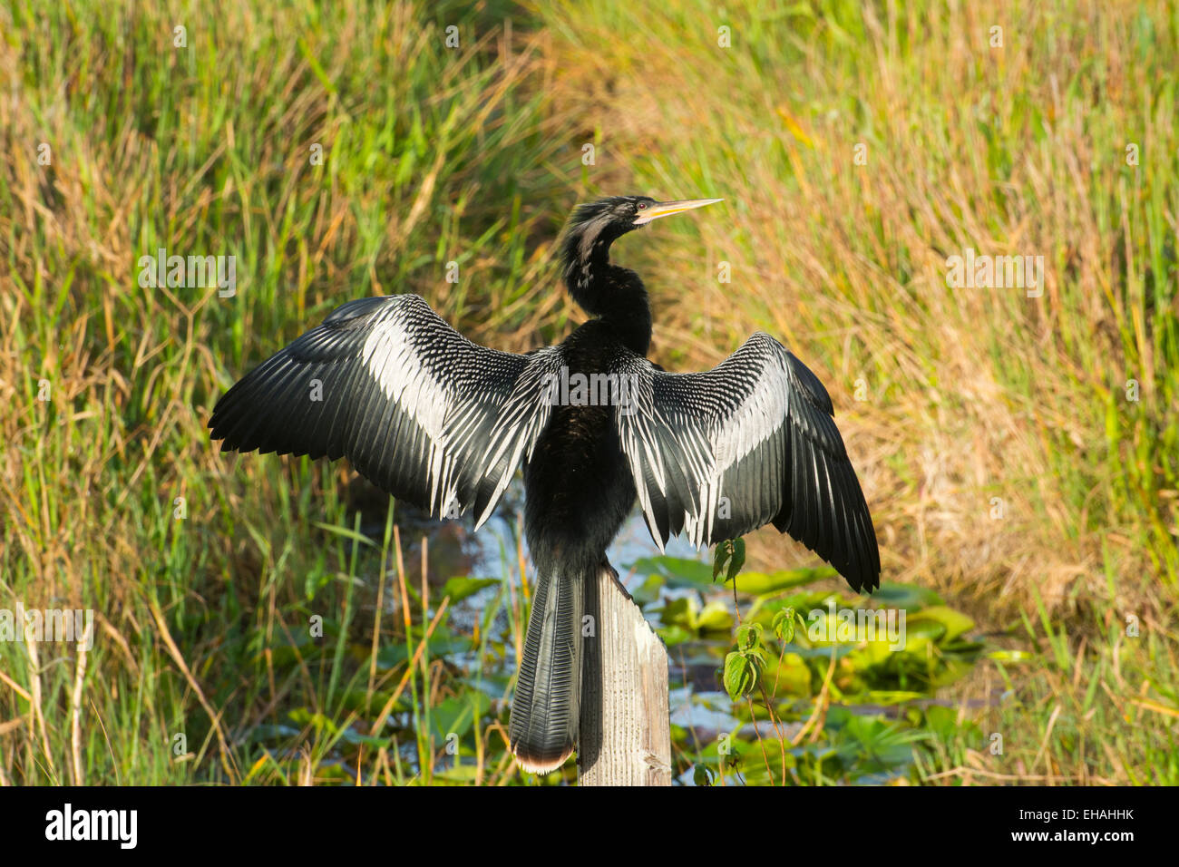 An Anhinga drying its plumage Stock Photo - Alamy