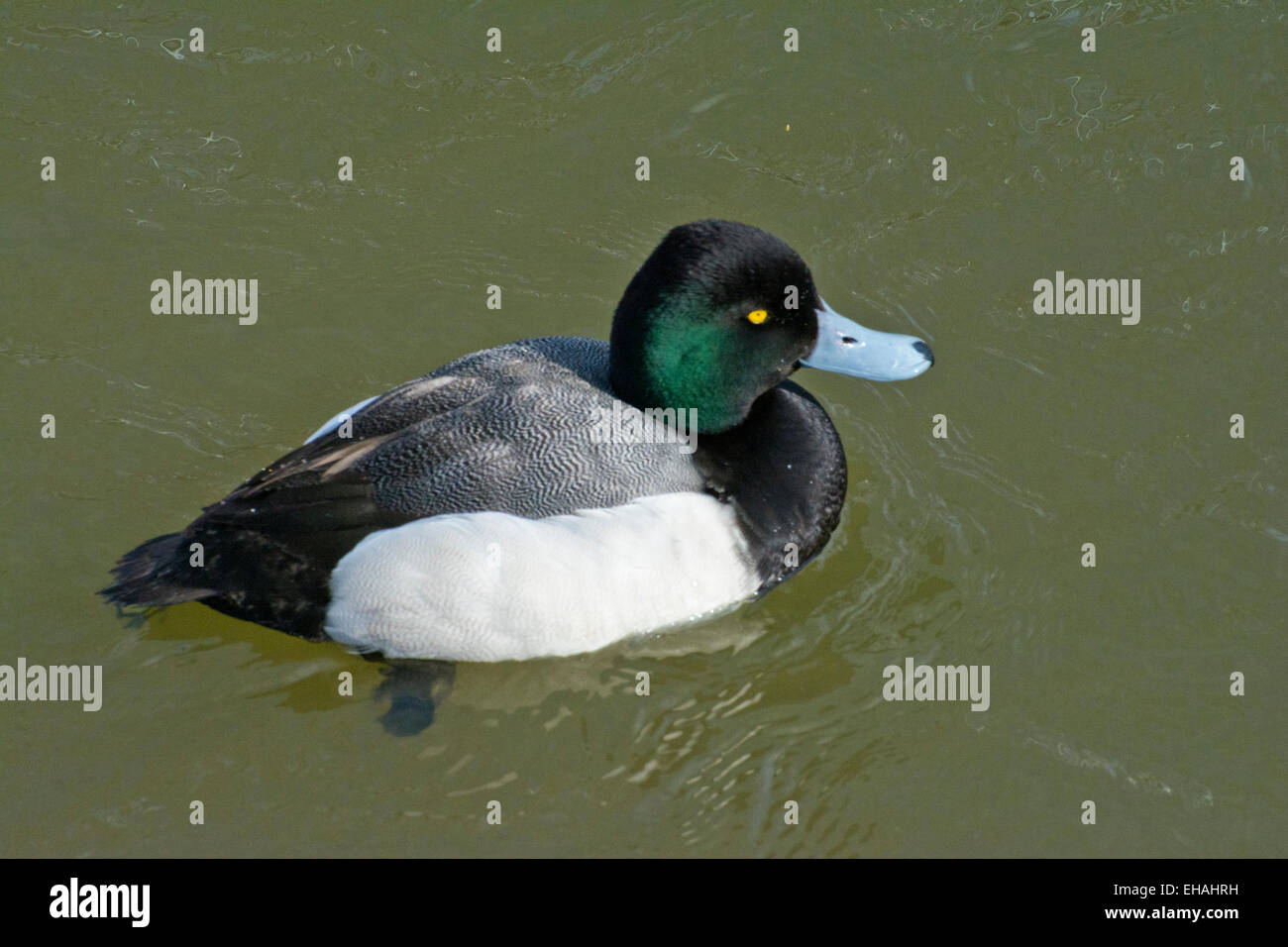 A male Lesser Scaup Stock Photo - Alamy
