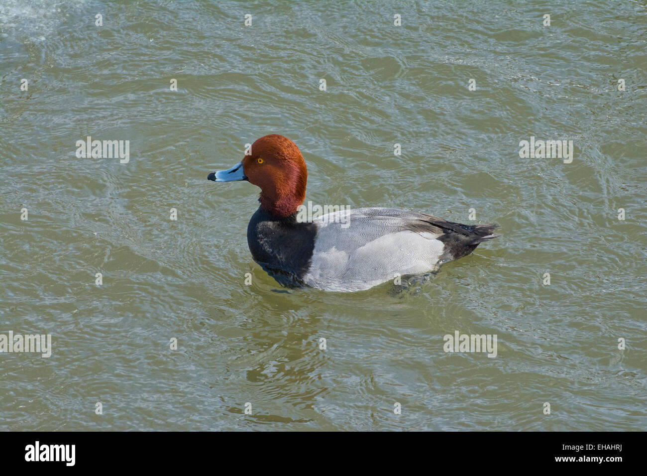 A male Redhead Duck Stock Photo - Alamy