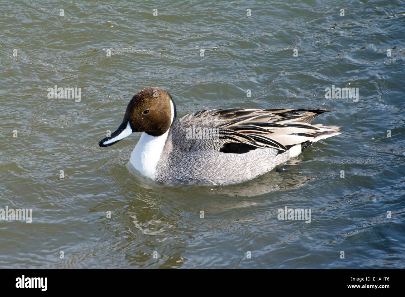 Northern pintail duck hi-res stock photography and images - Alamy