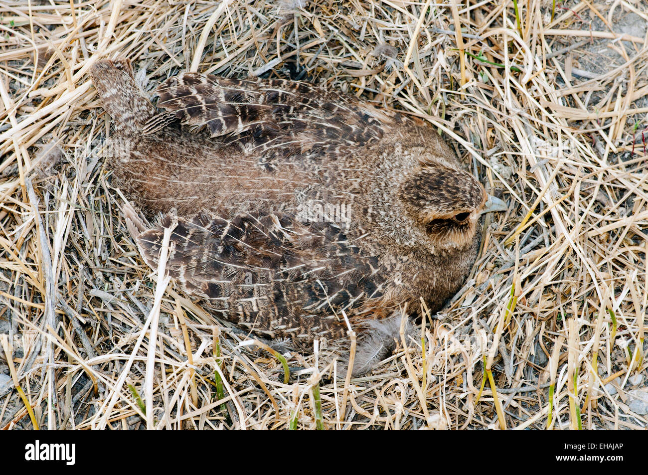 Hungarian (grey) partridge on nest in straw on edge of wheat field in ...