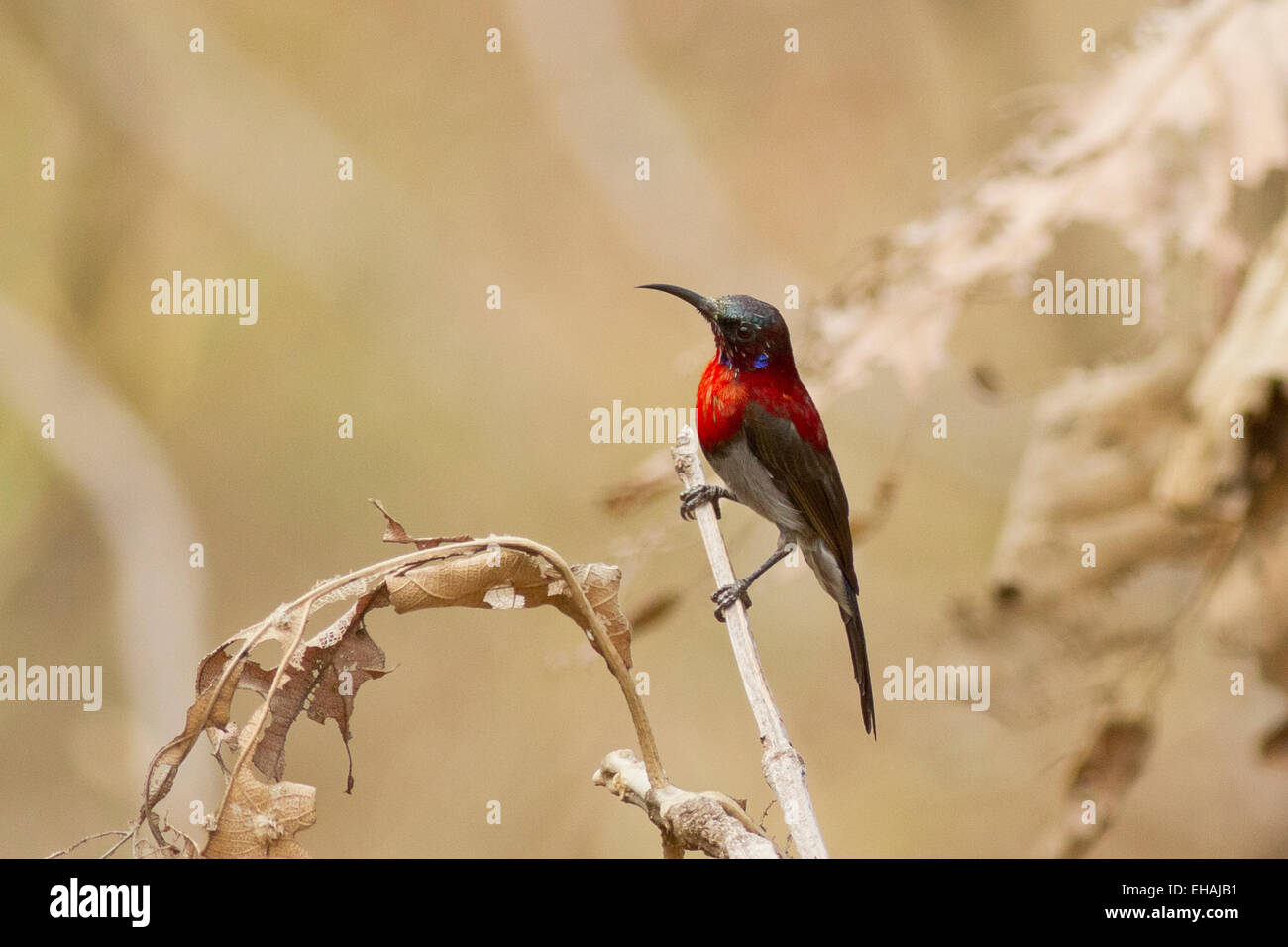 Vigors's sunbird or western crimson sunbird (Aethopyga vigorsii) at ...