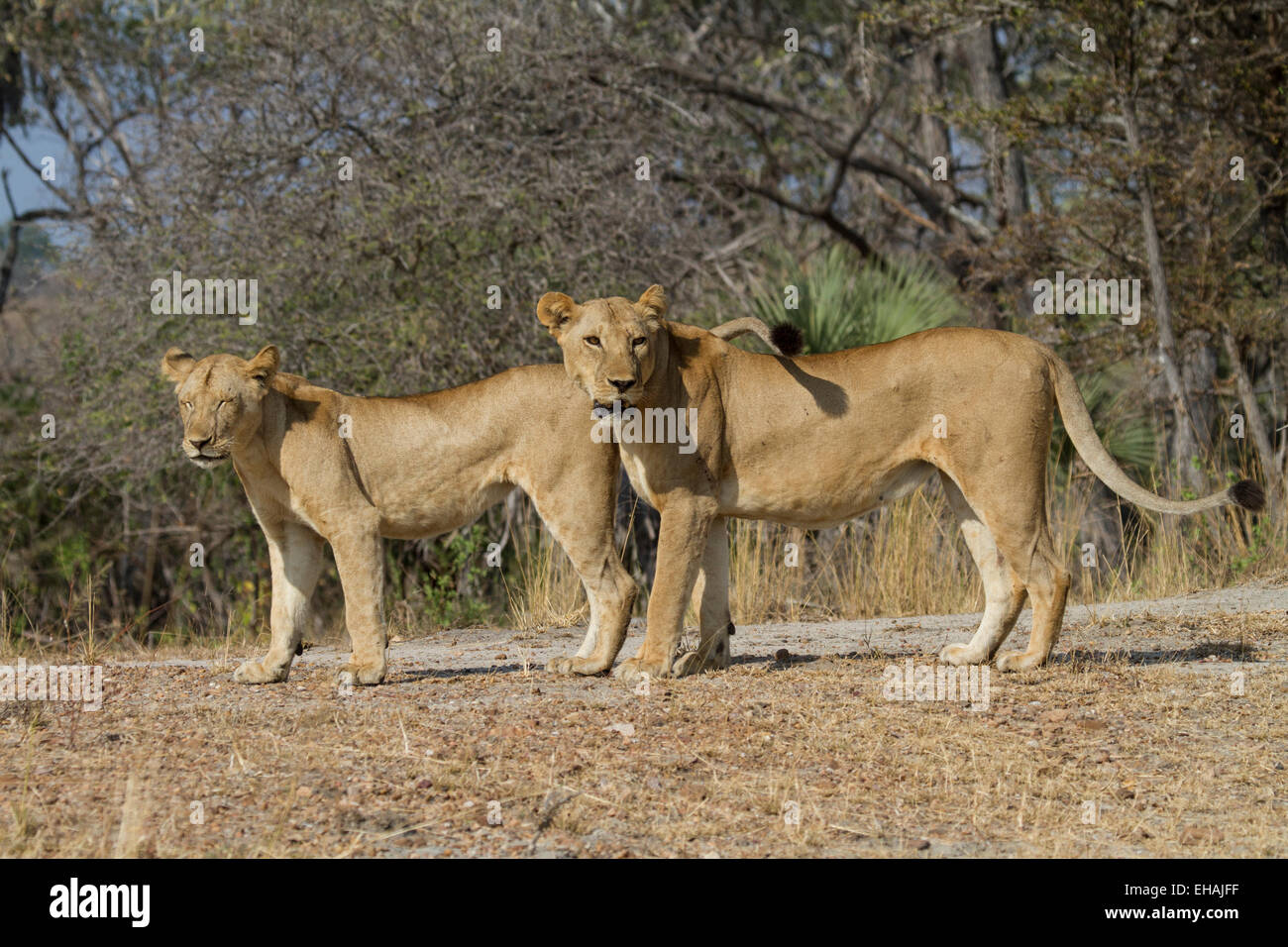 Lion tail hi-res stock photography and images - Alamy