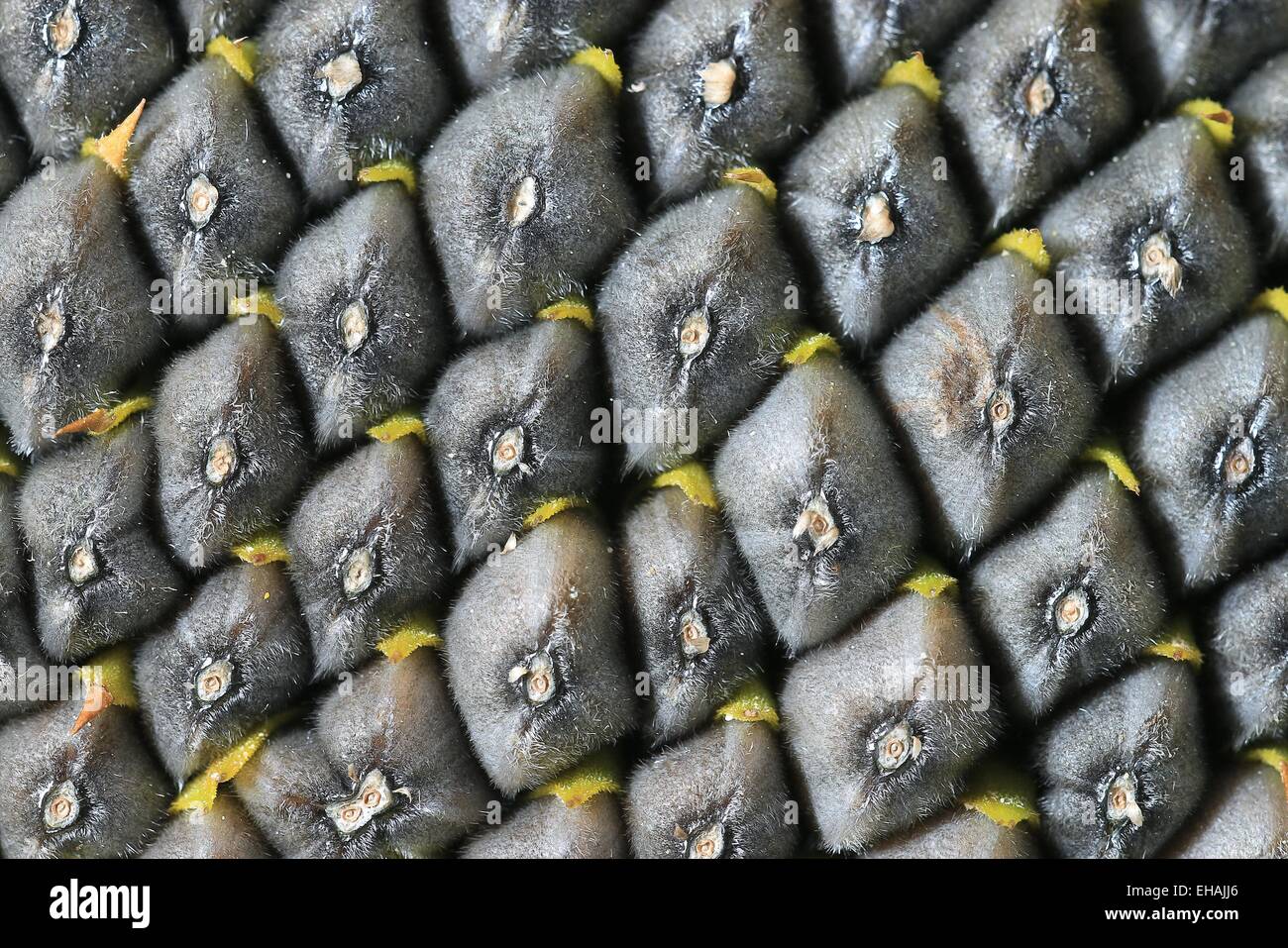 texture of sunflower seeds Stock Photo - Alamy