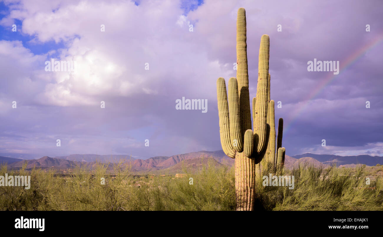 Desert landscape saguaro tree mountains rainbow Stock Photo - Alamy