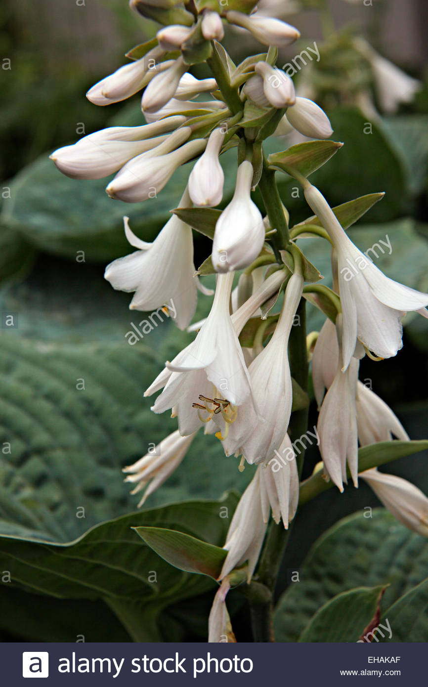 Hosta Sieboldiana Stock Photos & Hosta Sieboldiana Stock Images - Alamy