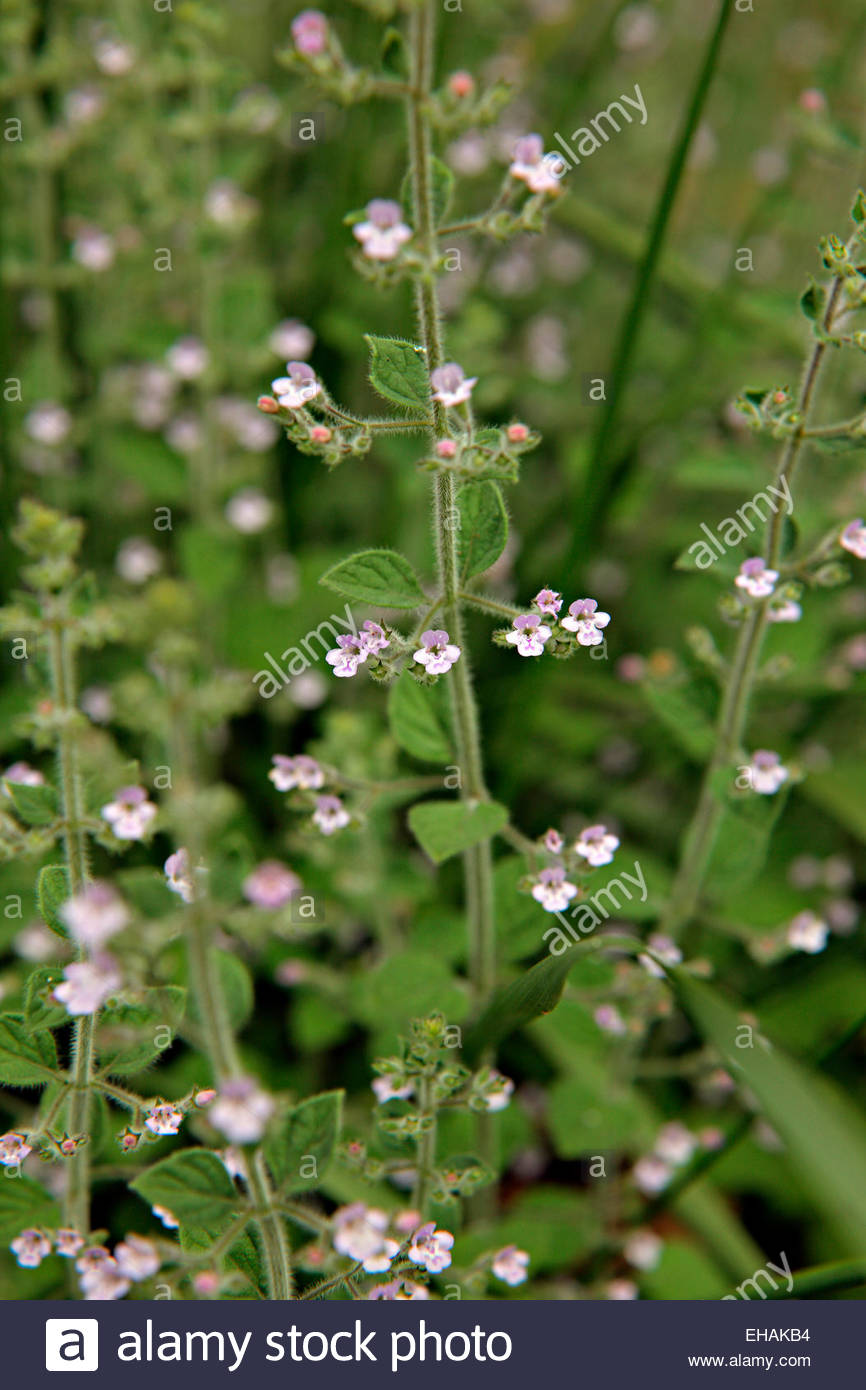 Calamintha Stock Photos & Calamintha Stock Images - Alamy