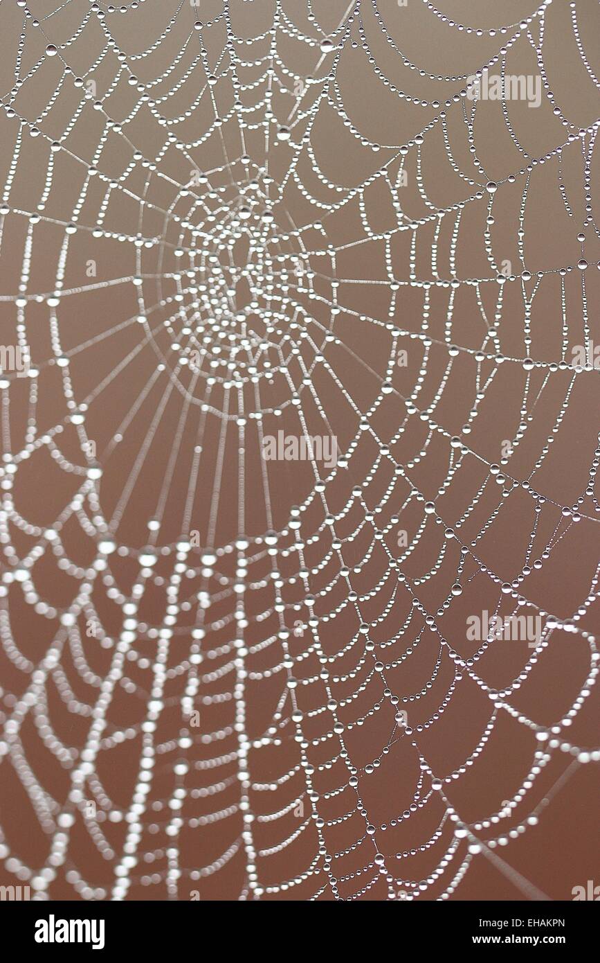 spider's web with dew drops background Stock Photo - Alamy