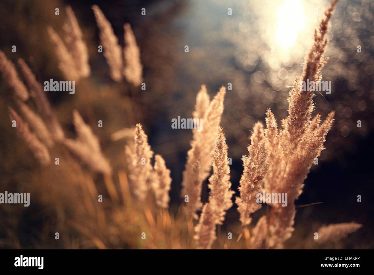 Paper grass texture hi-res stock photography and images - Alamy