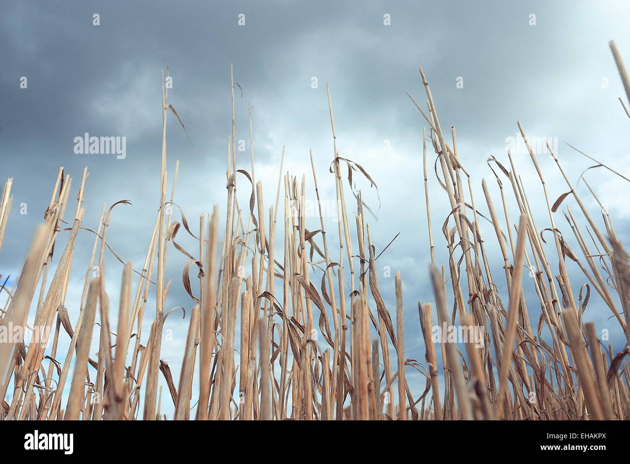 Paper grass texture hi-res stock photography and images - Alamy