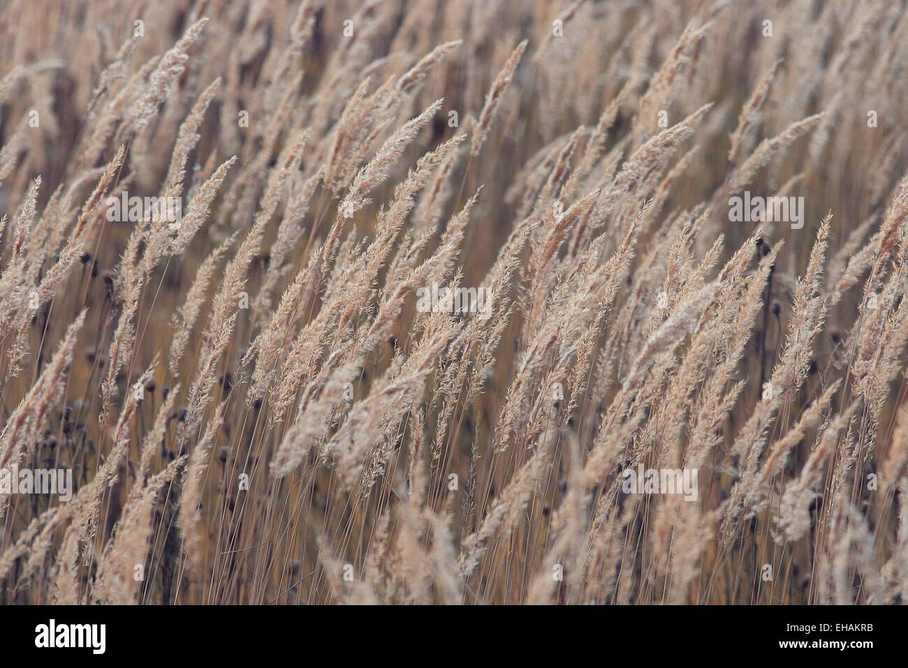 Paper grass texture hi-res stock photography and images - Alamy
