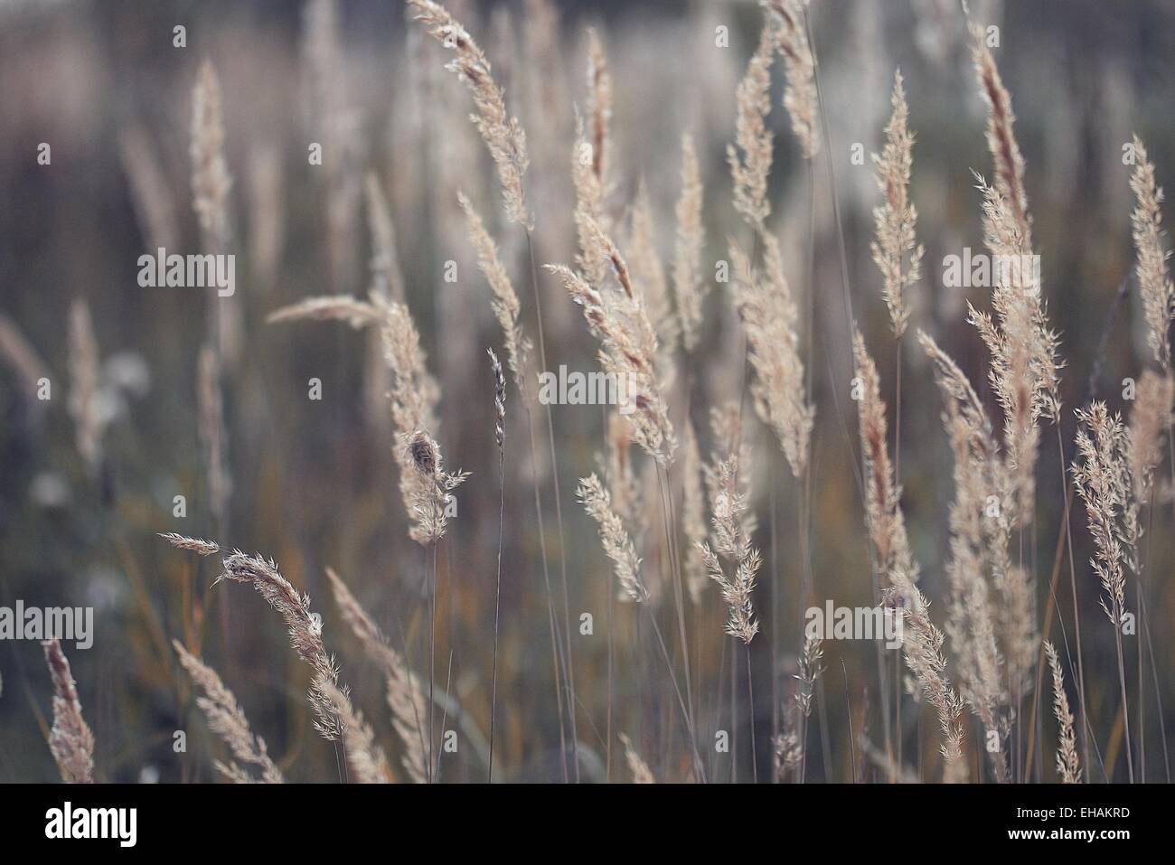 Paper grass texture hi-res stock photography and images - Alamy