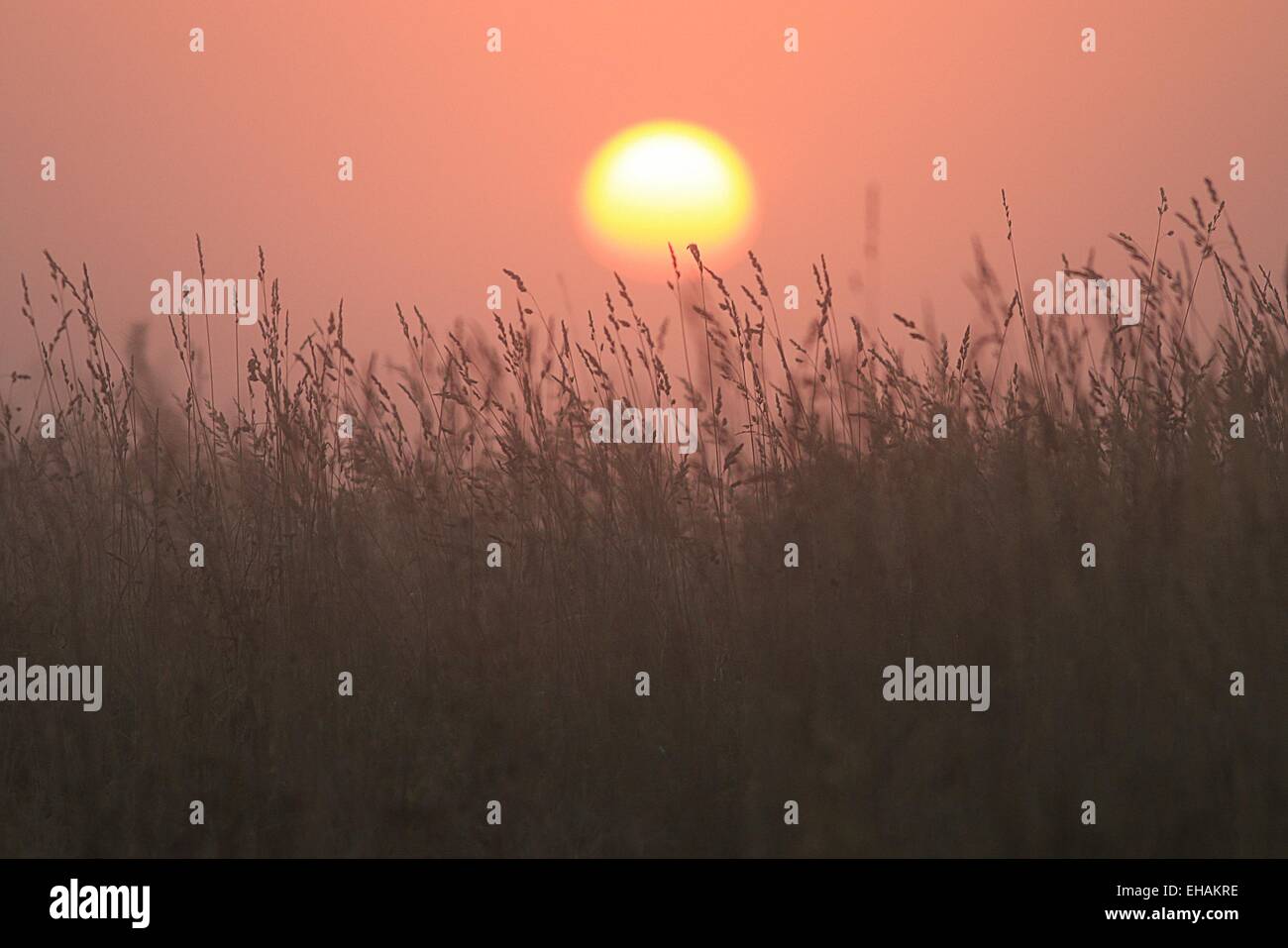 sunset mist summer field Stock Photo - Alamy