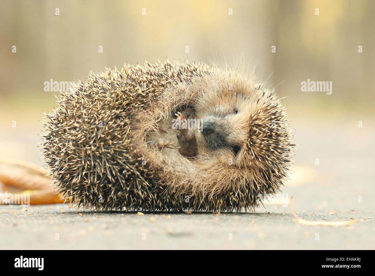 hedgehog close-up portrait Stock Photo - Alamy