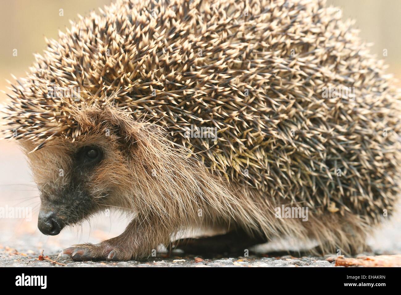 hedgehog close-up portrait Stock Photo - Alamy