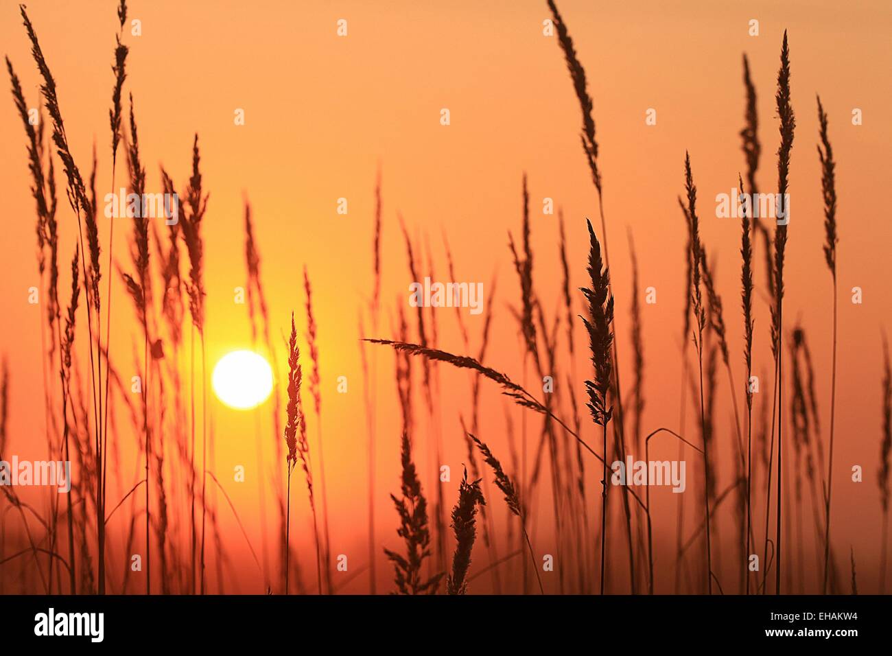 sunset mist summer field Stock Photo - Alamy