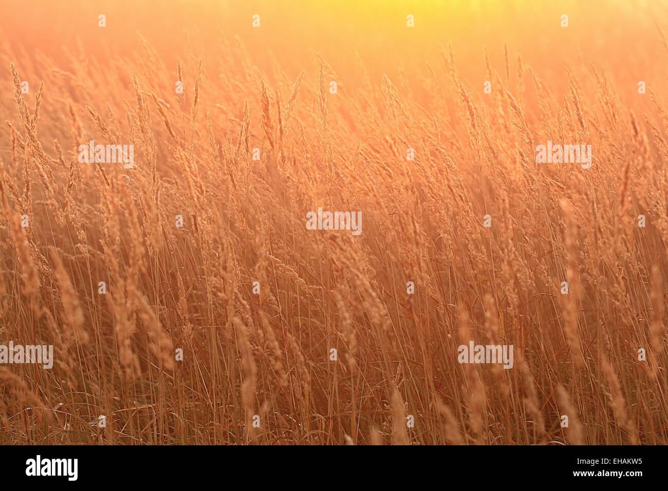 sunset mist summer field Stock Photo - Alamy