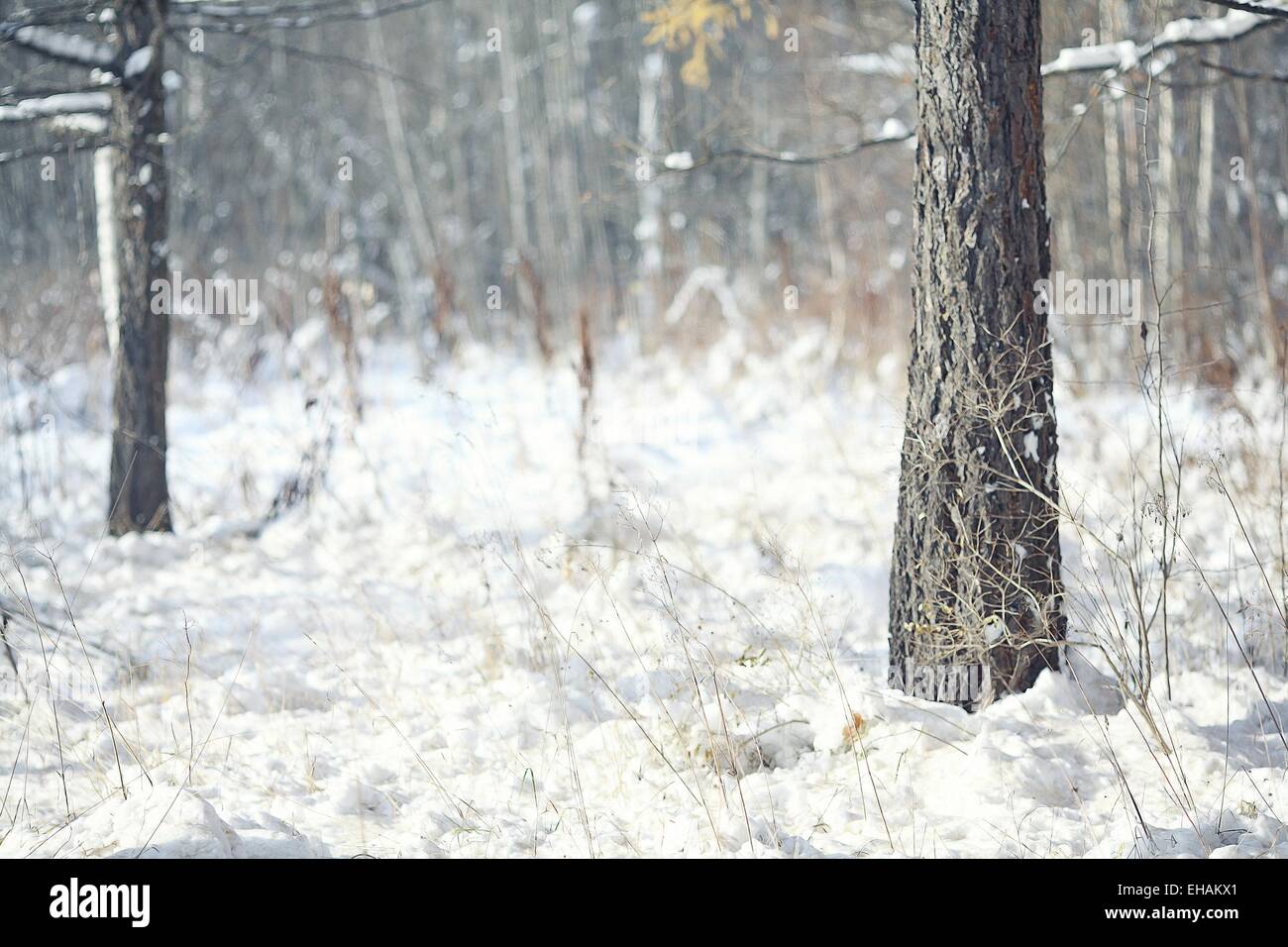 Frozen winter forest hi-res stock photography and images - Alamy